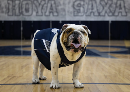 Colleges with Dogs as Mascots | College Raptor